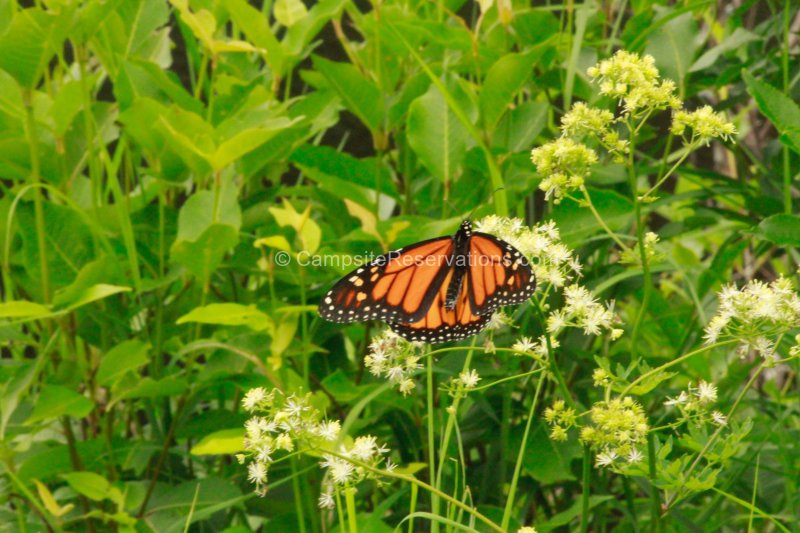 Rock Lake Provincial Park, Alberta, Canada