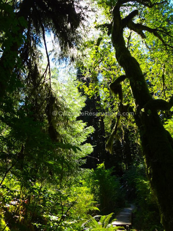 Carmanah Walbran Provincial Park, British Columbia, Canada