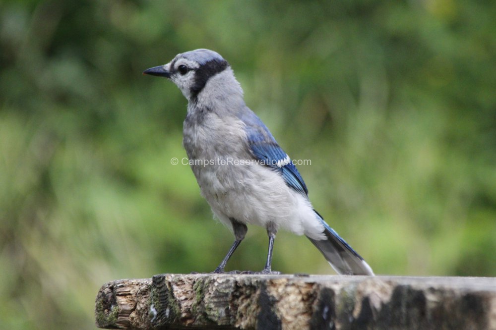 Earl Rowe Provincial Park, Ontario, Canada