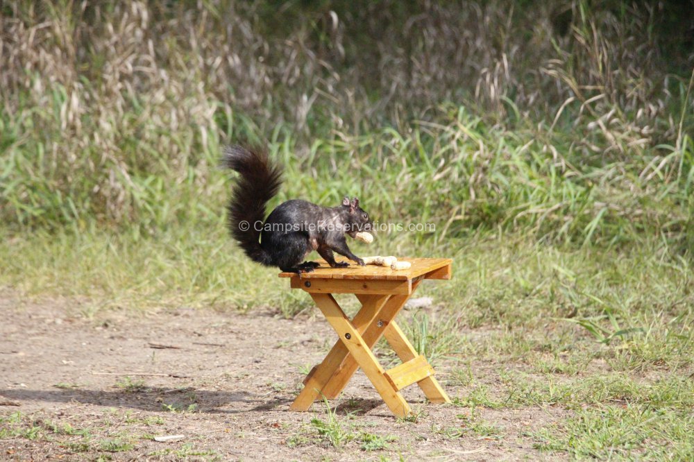 Earl Rowe Provincial Park, Ontario, Canada