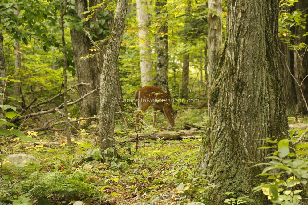Beaver Dams Campground at Killbear Provincial Park, Ontario, Canada