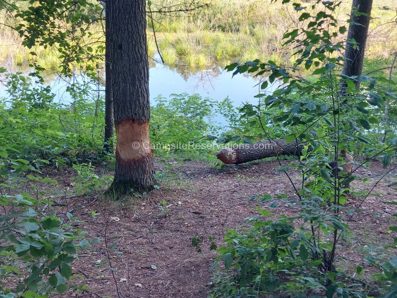 The Pinery Provincial Park, Ontario, Canada