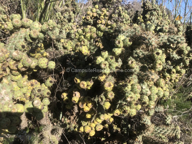 Guajome Regional Park, California, United States