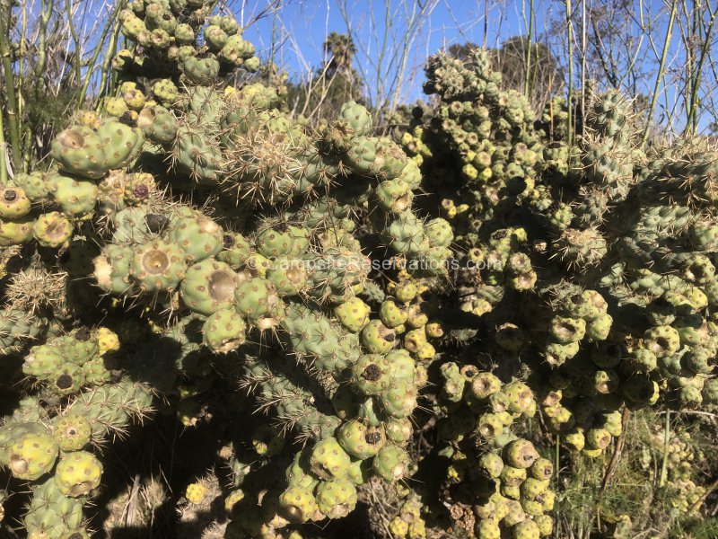 Guajome Regional Park, California, United States