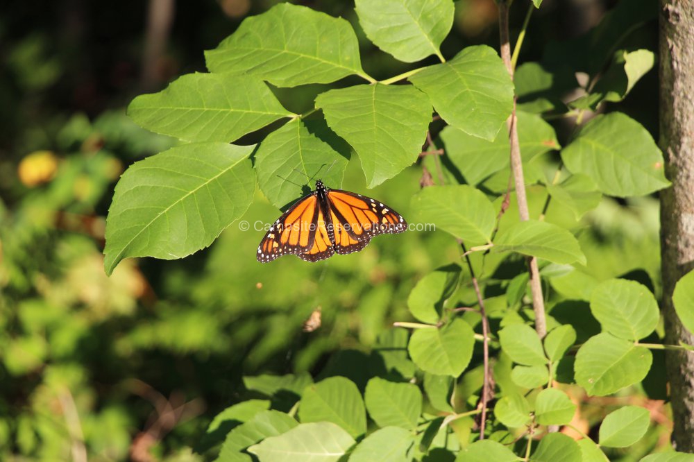 Sleeper State Park Campground at Sleeper State Park, Michigan, United ...