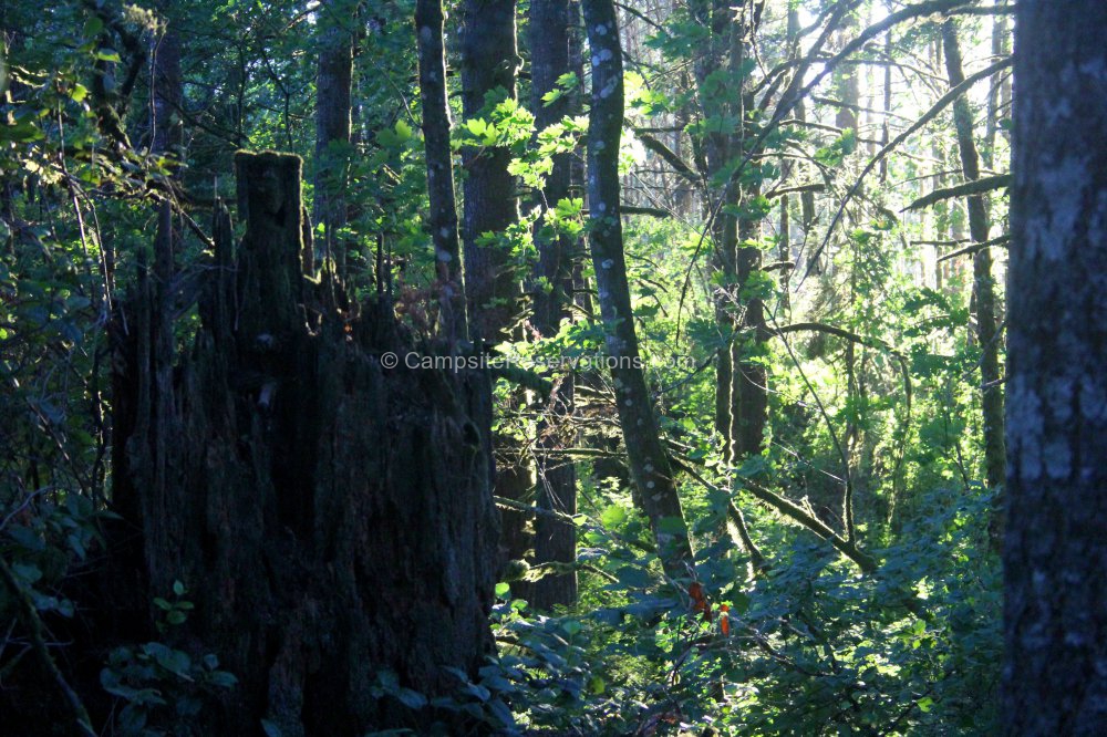 L.L. Stub Stewart State Park, Oregon, United States
